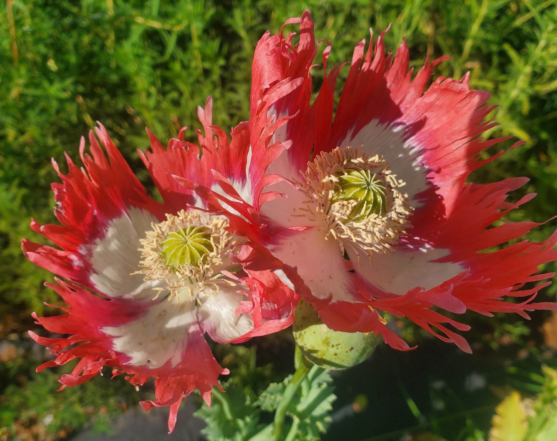 Buy Rare & Heirloom Poppy Seeds Online | Izmir Poppy