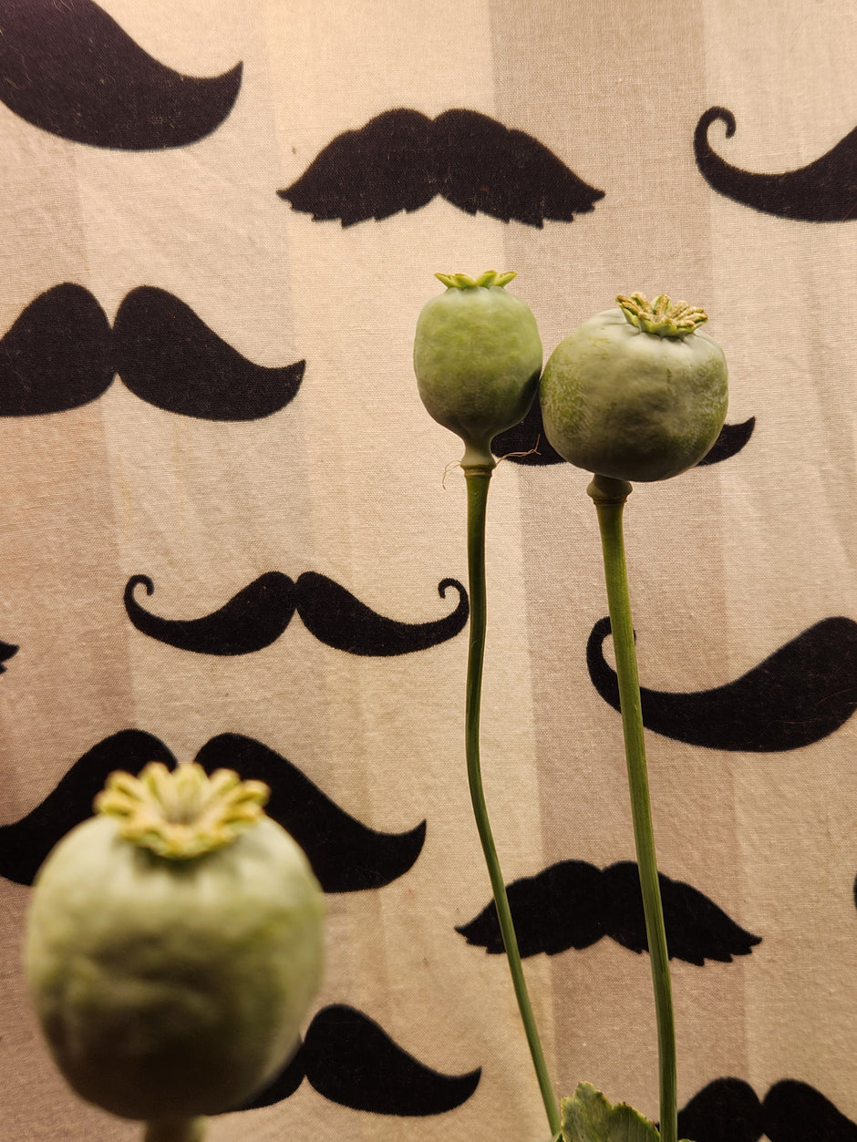 Products – Izmir Poppy